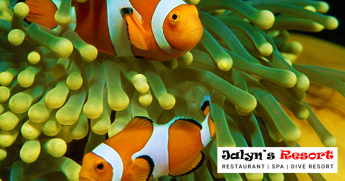 Scuba Diving in Puerto Galera & Diving Courses | Jalyn's Resort